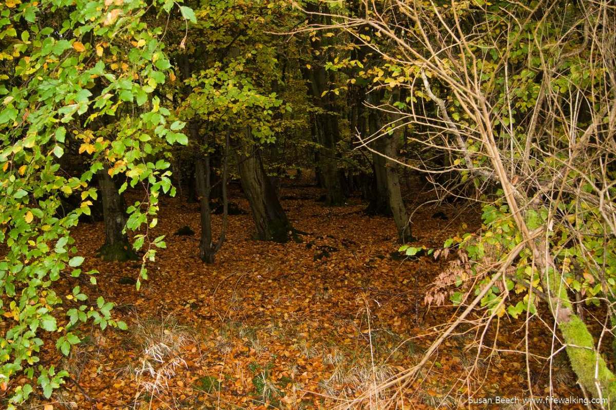 Blairadam Forest – Fife Walking