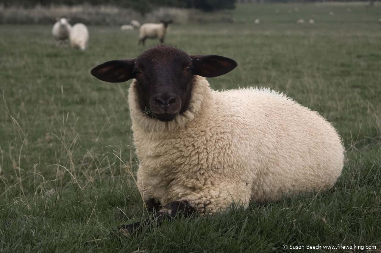 West Fife Walks – Fife Walking