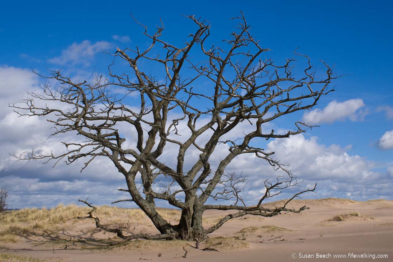 North Fife Walks – Fife Walking