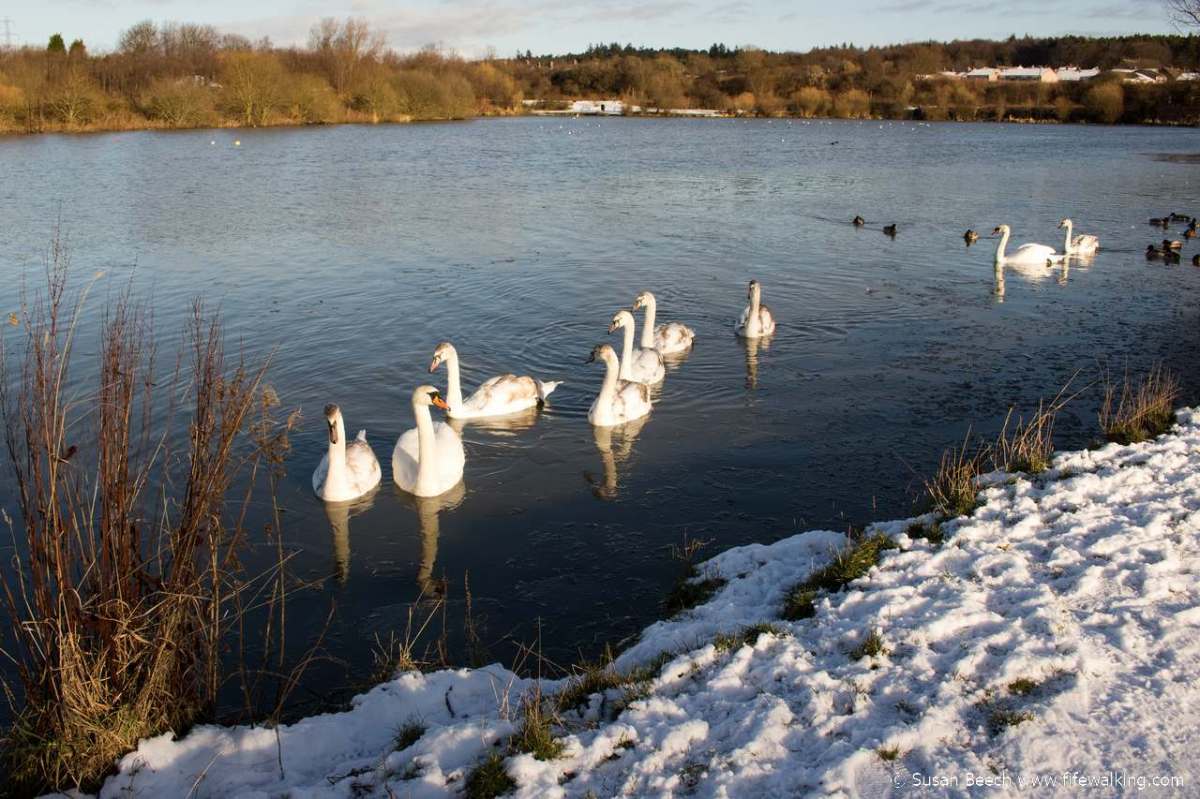 Town Loch and Townhill Woods – Fife Walking