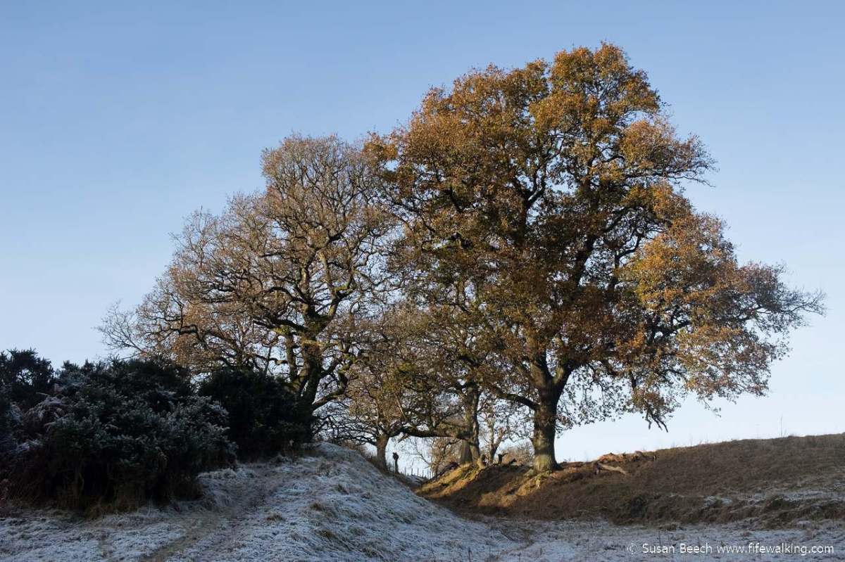 Three Easy Ochils and Geordie’s Wood – Fife Walking