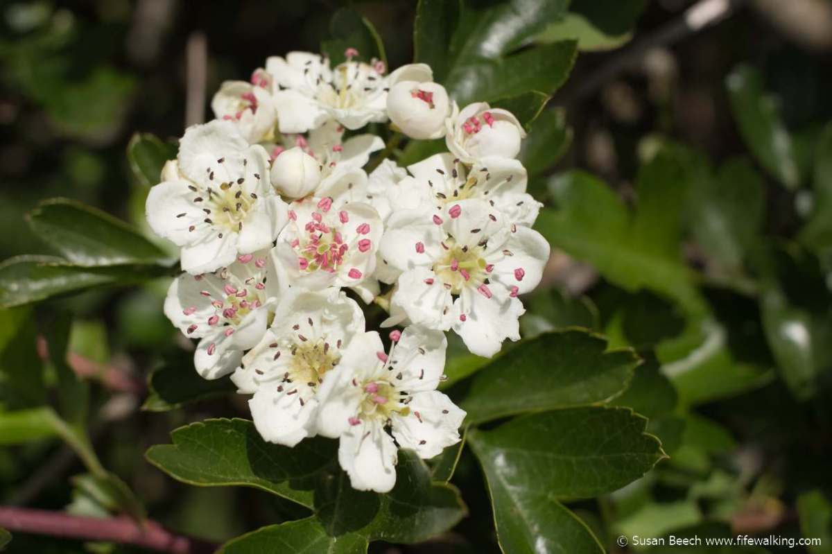 Gauldry and Kilmany – Fife Walking