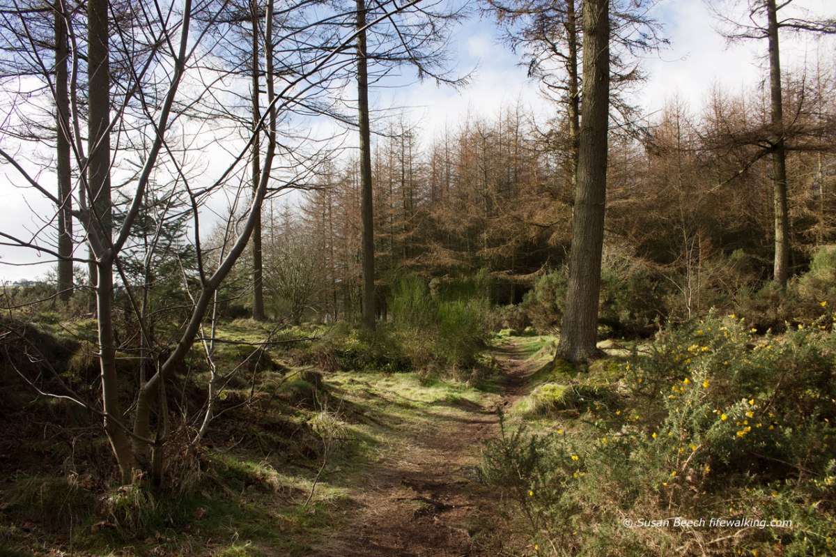 Pitmedden Forest – Fife Walking