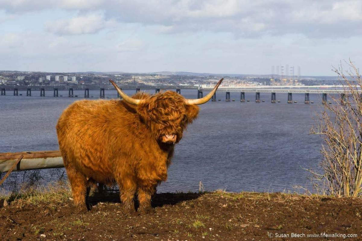 Gauldry and Wormit Circular – Fife Walking