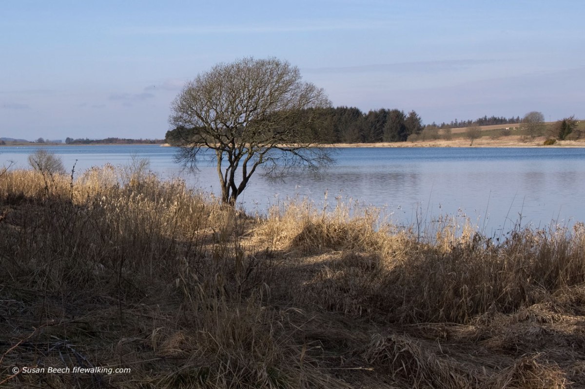 Cameron Reservoir – Fife Walking