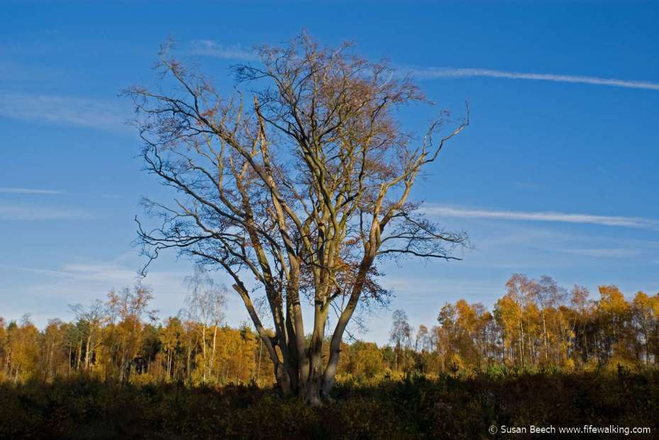 Photo Gallery – West Fife and Dunfermline – Fife Walking